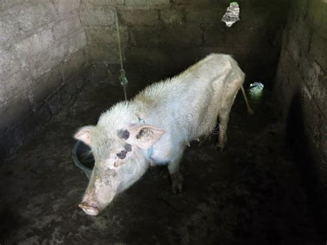 Trauriges Schauendes D Nnes Schwein Im Schweinestall Stockfoto Bild