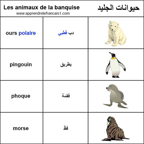 صور حيوانات الجليد بالفرنسية