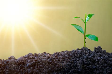 농업과 식물은 아침 햇빛과 녹색 흐림 배경으로 시퀀스를 성장 발아 묘목은 씨앗에서 자라는 단계 새싹을 성장시다 복사 공간을 가진 자연 생태 및 성장 개념 0명에 대한 스톡