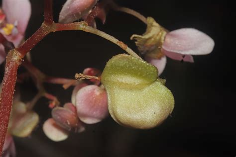 Begonia Anisoptera Begoniaceae Begonia Anisoptera Begoniaceae
