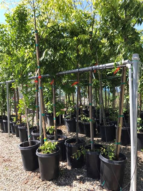 Beautiful Trees For Free West Sacramento Tree Program Facebook