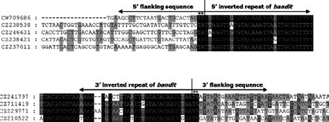 Multiple Sequence Alignment Of The Nucleotide Sequences Flanking The Download Scientific