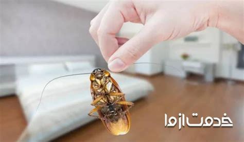 روش‌های ساده برای از بین بردن حشرات خانگی و موذی خدمت از ما