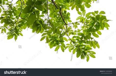 59 720 Tree Limbs Images Stock Photos Vectors Shutterstock