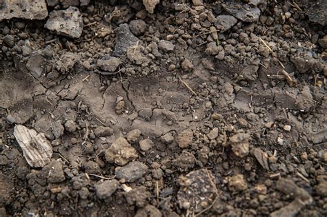 Renewal Through Decomposition Fertile Soil Texture Concept Premium Ai