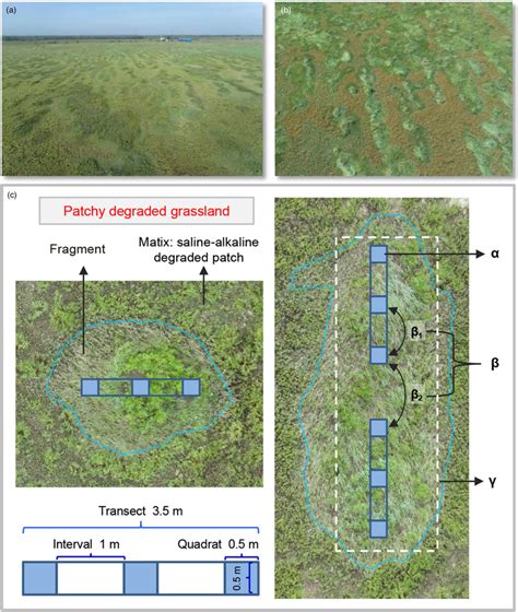 Photographs Of Patchy Degraded Grassland A B Schematic Download Scientific Diagram