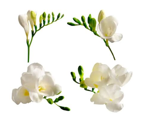 Freesia 사진 Unsplash에서 무료 이미지 다운로드