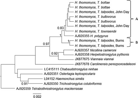 Bayesian Inference Tree Constructed From S RRNA Sequences Based On Download Scientific
