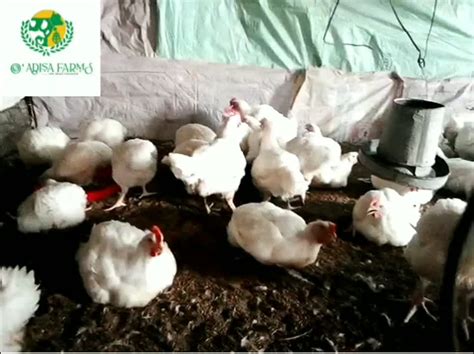 Video O Adisa Farms On Linkedin Comprehensive Guide On Broiler Chicken Management In Nigeria
