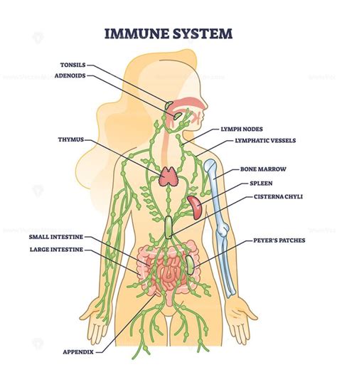 Immune System Medical Organs For Human Body Protection Outline Diagram Vectormine