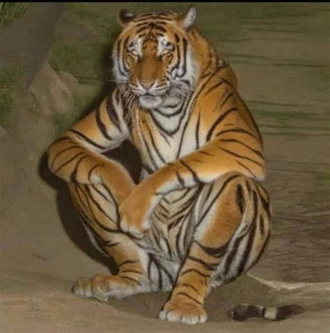 Blursed Sitting Tiger Blank Template Imgflip