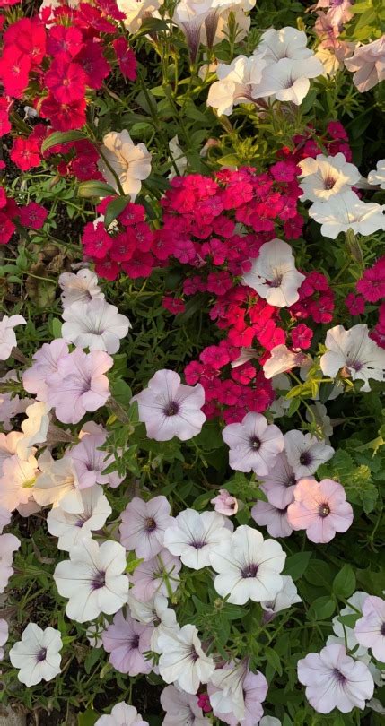 Plants Outside The Office Tumbex
