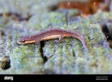Lissotriton Vulgaris Known As The Smooth Newt Or The Common Newt An Individual Looking For A