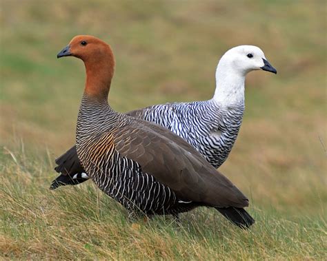 Upland Goose Chloephaga Picta These Geese Are Native To Southern