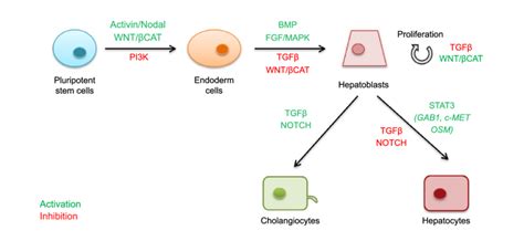 Pathways Involved In Psc Differentiation Into Hepatocytes And Download Scientific Diagram