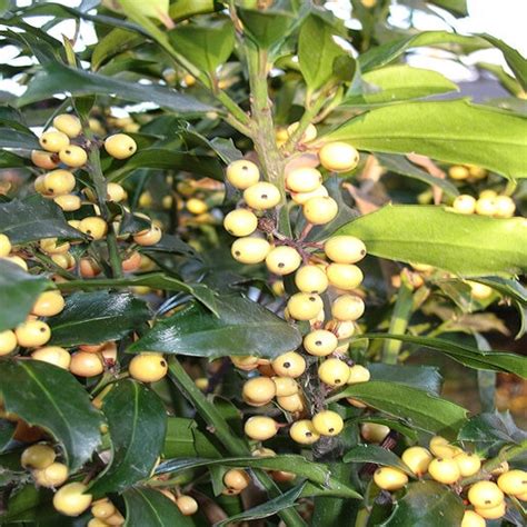 Ilex X Meserveae Mesgolg Golden Girl Meserve Holly Siteone Us