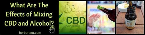 Mixing Cbd And Alcohol Yes Or No