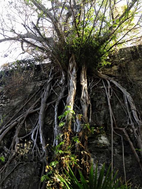How Plant Roots Work – GrowIt BuildIT