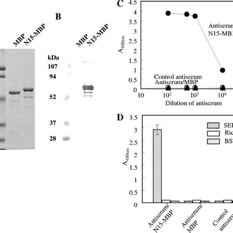 Characterization Of Purified Fab Fragment Binding To SEB A SDS PAGE Download Scientific
