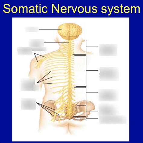 Somatic Nervous System Diagram Quizlet