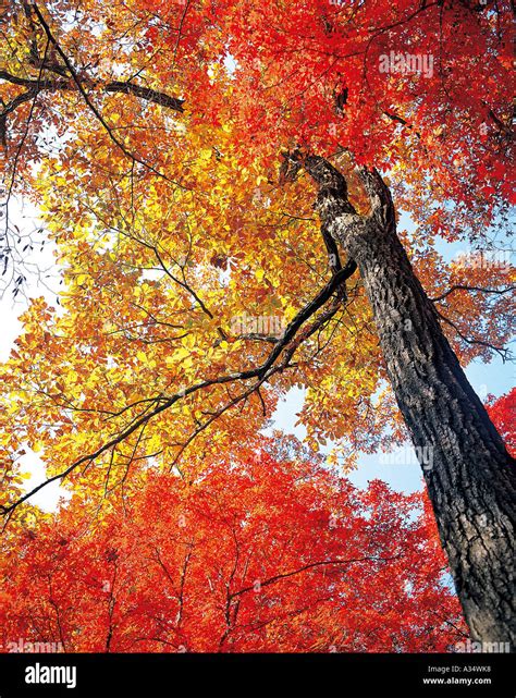Maple Tree Root Hi Res Stock Photography And Images Alamy
