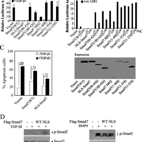 Smad7 Binds To Dna Via Its Mh2 Domain A Smad7 Binds To The Are Download Scientific Diagram
