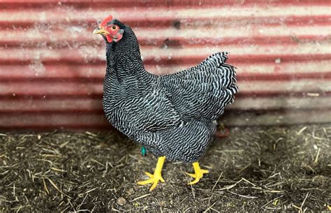 Barred Plymouth Rock Chicken Breed Lvzpmq