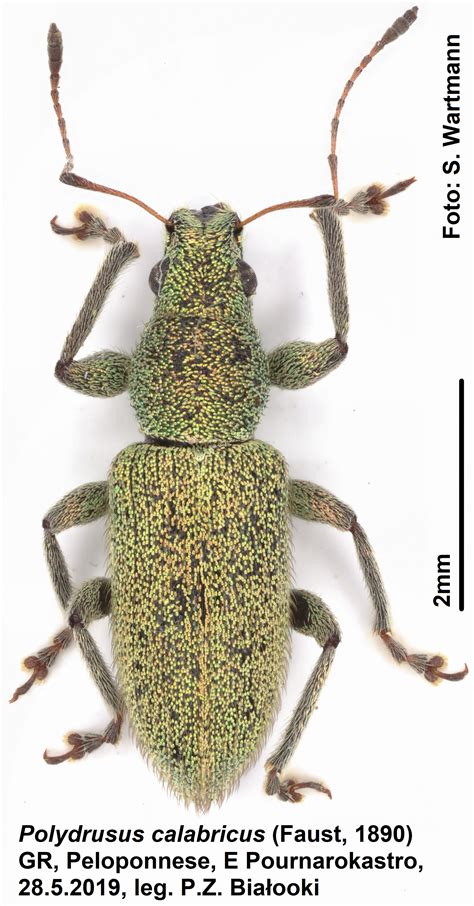 Weevils Of Greece