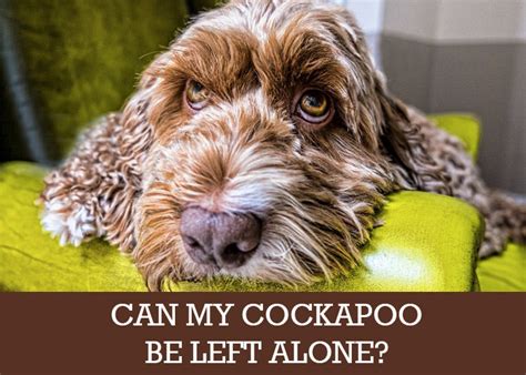 Can Cockapoo Be Left Alone And How Long Cockapoo Hq