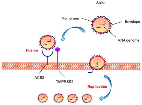 Schematic Representation Of Sars Cov 2 Virion And Viral Entry Into Host