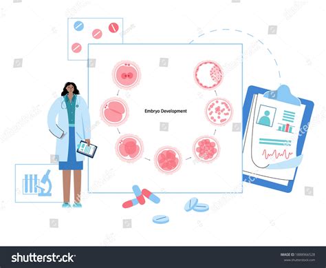 Embryo Development Diagram Insemination Fertilization Ivf Stock Vector Royalty Free 1888966528