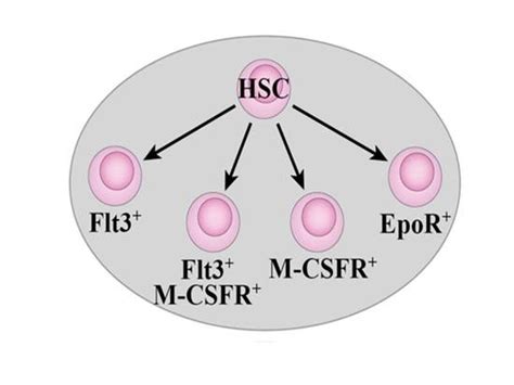 Ijms Free Full Text Selective Expression Of Flt3 Within The Mouse