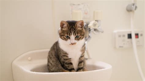 ねこにお風呂は必要？お風呂に入れる時の注意点や洗い方を解説 ねこかぞくブログ