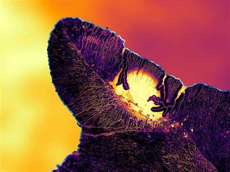 Nasa Develop Model For Hawaii Shoreline Cerebral Overload Posted On