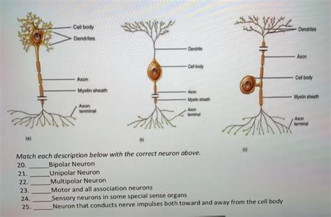 Solved Coll Body Dendrites VL Dendrites Dendrite Axon Cot Chegg