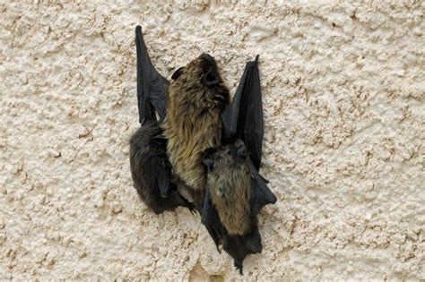 The Plight Of The Mother Bat