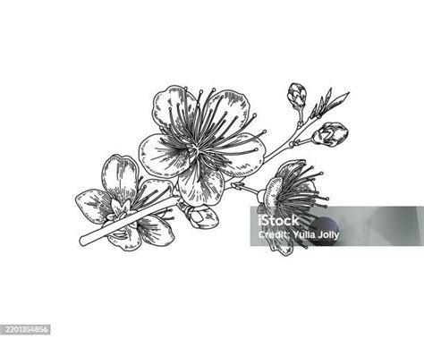 봄 꽃이 있는 벡터 라인 아트 분기입니다 엽서 소셜 미디어 게시물 직물을 위해 격리 된 상세한 손으로 그린 클립 아트 요소 0명에 대한 스톡 벡터 아트 및 기타 이미지