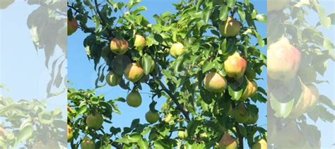 Саженцы лучших сортов купить в Пензе Товары для дома и дачи Авито