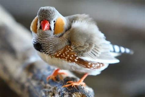 25 Interesting Zebra Finches Facts That Will Amaze You Tail And Fur