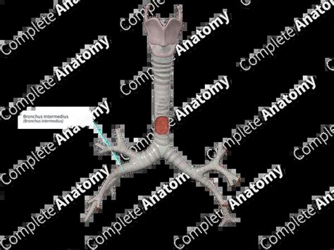 Bronchus Intermedius Complete Anatomy