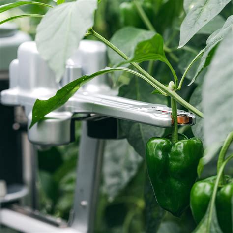 Pepper Picking Robot Moves Through Crops On Overhead Wires