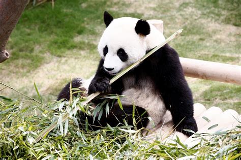 პანდა გადაშენების პირას მყოფი სახეობების სიიდან ამოიღეს Netgazeti • ჩინეთი • ცხოველები