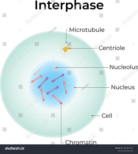 Interphase Science Design Vector Illustration Diagram Stock Vector Royalty Free 2573877527