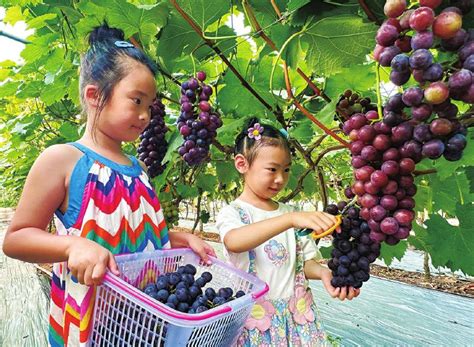 采摘乐 富加镇的葡萄带活乡村游 第05版乡聚云 20230728期 四川农村日报