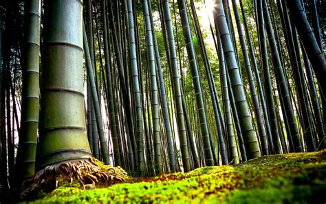 Download A Bamboo Forest With Tall Trees And Moss Wallpaper