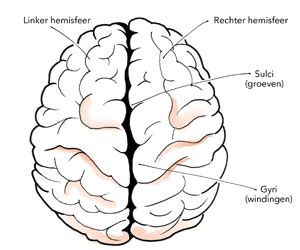 Onze Bovenkamer De Hersenen Gezondheidsnet