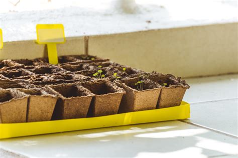 식물 을 재배 하는 용기로 사용 하는 판지 계란 상자 클로즈업 0명에 대한 스톡 사진 및 기타 이미지 0명 가정 생활 개념 Istock