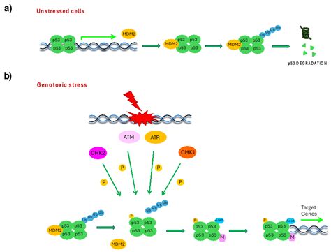 Sex Disparities In P53 Regulation And Functions Novel Insights For