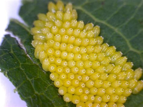 The Blobby Dazzling World Of Insect Eggs Atlas Obscura