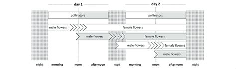 Time Course Of The Flower Sex Phases In The Two Protandrous Flowering Download Scientific